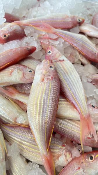 金线鱼和红衫鱼的区别_哪个更好吃-第3张图片-山城妙识