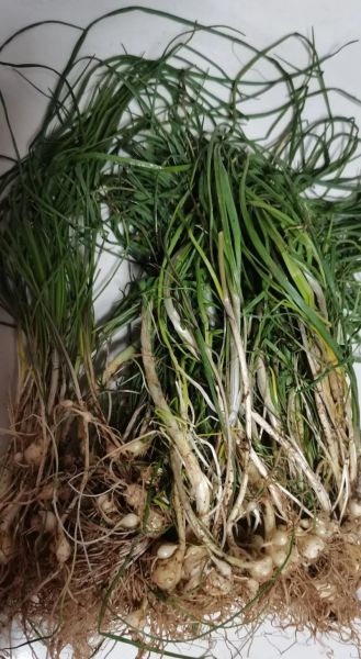 山葱图片长什么样_山葱和野葱区别在哪-第2张图片-山城妙识 山葱图片长什么样_山葱和野葱区别在哪-第2张图片-山城妙识