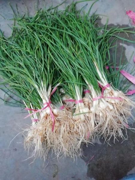 山葱图片长什么样_山葱和野葱区别在哪-第3张图片-山城妙识 山葱图片长什么样_山葱和野葱区别在哪-第3张图片-山城妙识