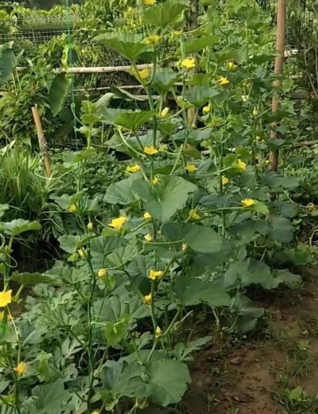 白香瓜吃了会上火吗_白香瓜的功效与作用-第3张图片-山城妙识 白香瓜吃了会上火吗_白香瓜的功效与作用-第3张图片-山城妙识