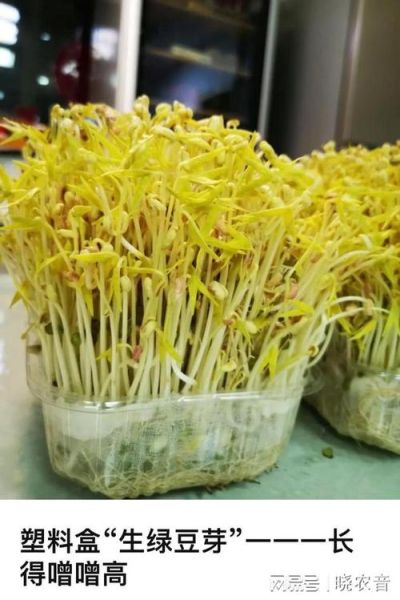 水养黄豆发芽全过程_需要几天-第1张图片-山城妙识