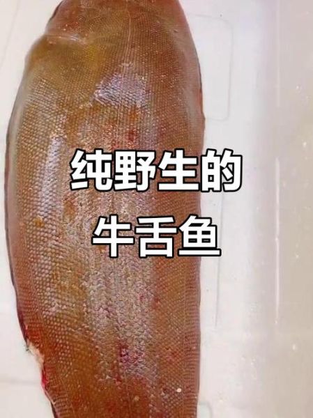 牛舌头鱼怎么做好吃_牛舌头鱼的家常做法-第2张图片-山城妙识
