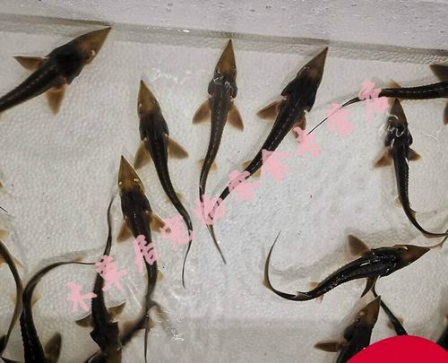 养殖鲟鱼多少钱一斤_鲟鱼养殖成本利润-第2张图片-山城妙识