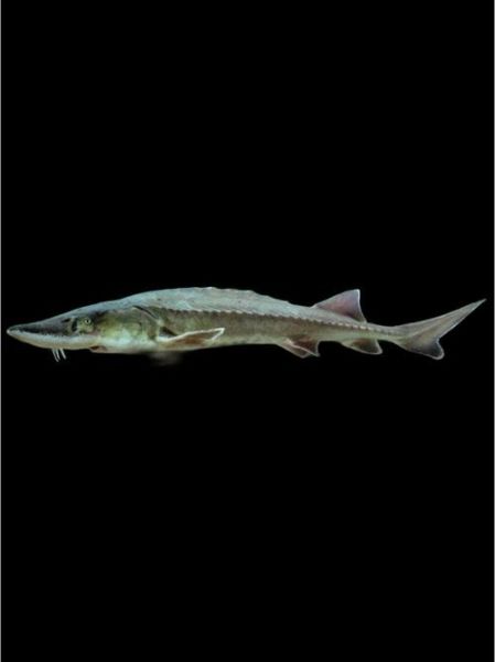 养殖鲟鱼多少钱一斤_鲟鱼养殖成本利润-第3张图片-山城妙识