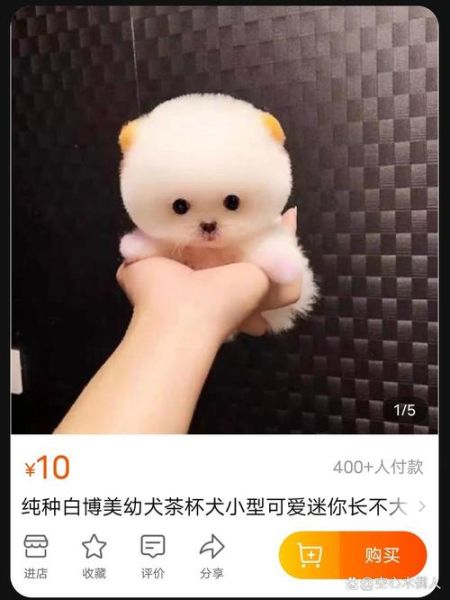 茶杯犬能活多久_茶杯犬多少钱一只-第1张图片-山城妙识 茶杯犬能活多久_茶杯犬多少钱一只-第1张图片-山城妙识