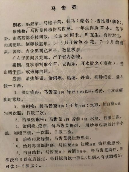 马齿苋怎么读_马齿苋功效与作用-第1张图片-山城妙识 马齿苋怎么读_马齿苋功效与作用-第1张图片-山城妙识