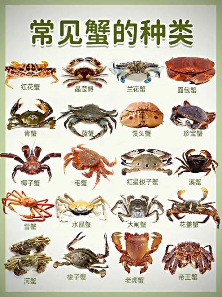 宠物螃蟹怎么养_淡水蟹有哪些品种-第1张图片-山城妙识 宠物螃蟹怎么养_淡水蟹有哪些品种-第1张图片-山城妙识