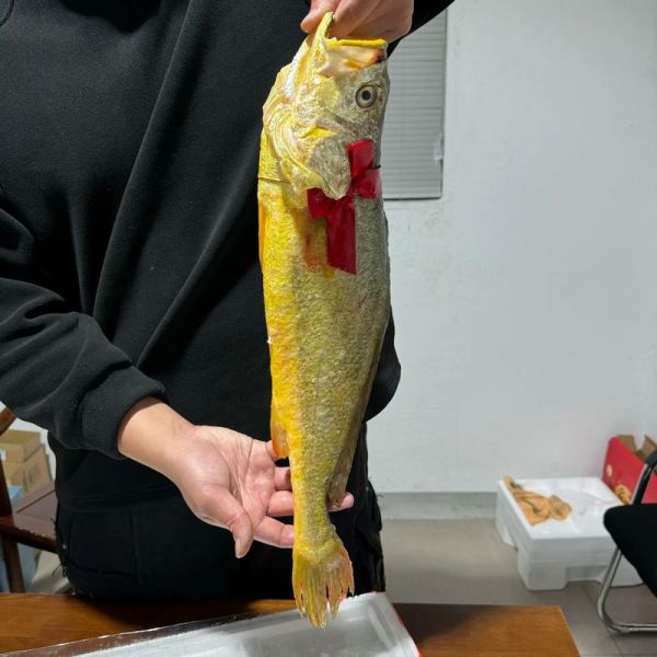 大黄鱼最大多少斤_野生大黄鱼重量记录-第2张图片-山城妙识