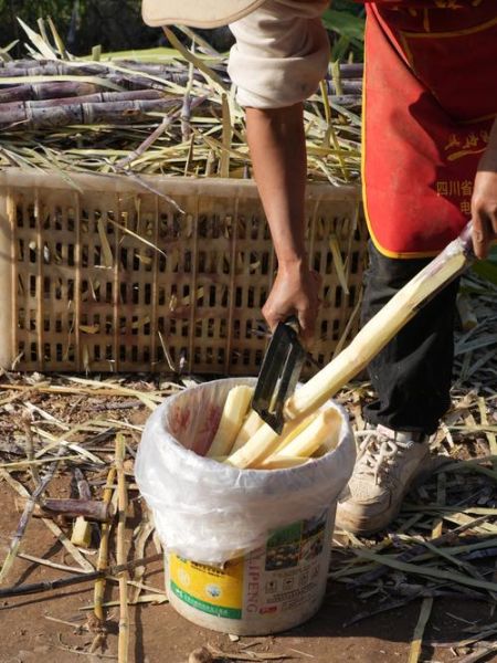 砍甘蔗的正确姿势_甘蔗怎么砍才省力-第1张图片-山城妙识 砍甘蔗的正确姿势_甘蔗怎么砍才省力-第1张图片-山城妙识