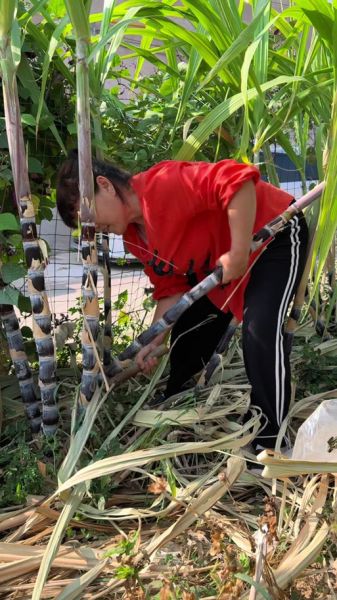 砍甘蔗的正确姿势_甘蔗怎么砍才省力-第2张图片-山城妙识 砍甘蔗的正确姿势_甘蔗怎么砍才省力-第2张图片-山城妙识