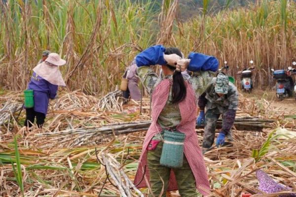 砍甘蔗的正确姿势_甘蔗怎么砍才省力-第3张图片-山城妙识 砍甘蔗的正确姿势_甘蔗怎么砍才省力-第3张图片-山城妙识