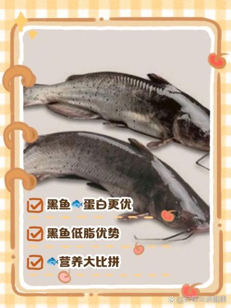 梭边鱼与鲶鱼图片区别_如何一眼分辨两种鱼-第3张图片-山城妙识 梭边鱼与鲶鱼图片区别_如何一眼分辨两种鱼-第3张图片-山城妙识