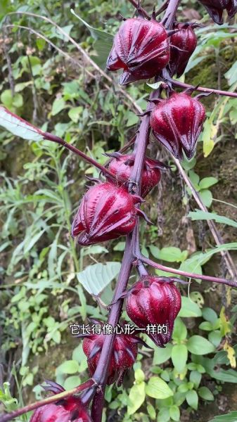 红桃k植物是什么_红桃k图片怎么识别-第2张图片-山城妙识 红桃k植物是什么_红桃k图片怎么识别-第2张图片-山城妙识