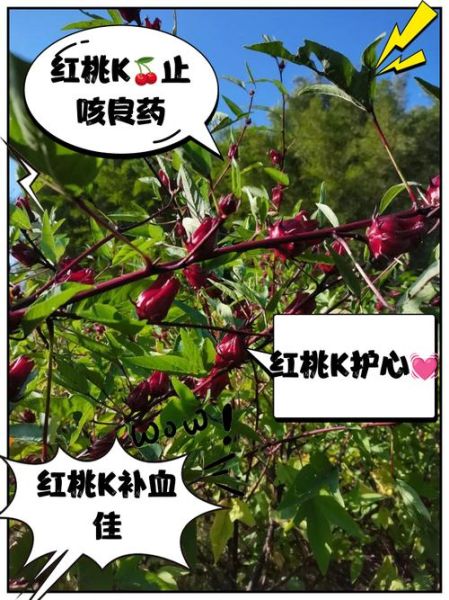 红桃k植物是什么_红桃k图片怎么识别-第1张图片-山城妙识 红桃k植物是什么_红桃k图片怎么识别-第1张图片-山城妙识