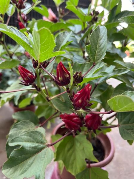 红桃k植物是什么_红桃k图片怎么识别-第3张图片-山城妙识 红桃k植物是什么_红桃k图片怎么识别-第3张图片-山城妙识