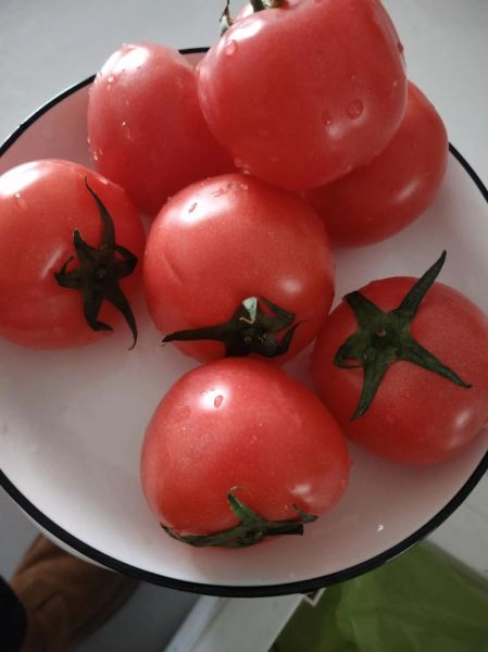 吃了一个月西红柿皮肤会变白吗_西红柿护肤真相-第2张图片-山城妙识 吃了一个月西红柿皮肤会变白吗_西红柿护肤真相-第2张图片-山城妙识