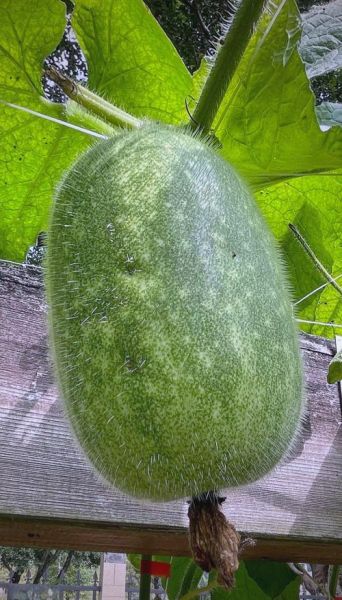 广西节瓜图片_节瓜和冬瓜的区别-第1张图片-山城妙识 广西节瓜图片_节瓜和冬瓜的区别-第1张图片-山城妙识