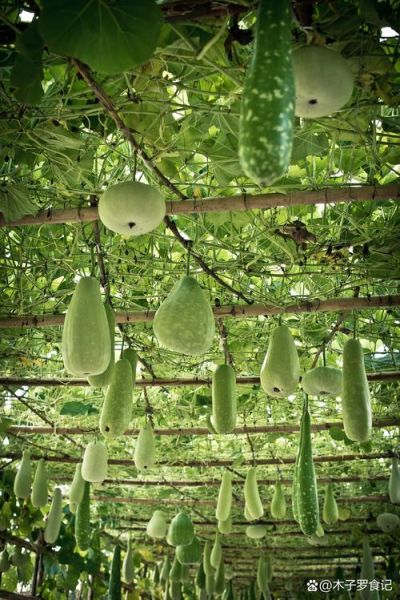 广西节瓜图片_节瓜和冬瓜的区别-第3张图片-山城妙识 广西节瓜图片_节瓜和冬瓜的区别-第3张图片-山城妙识