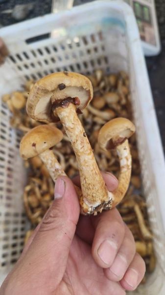 滑子菇多少钱一斤_滑子菇价格行情-第1张图片-山城妙识 滑子菇多少钱一斤_滑子菇价格行情-第1张图片-山城妙识