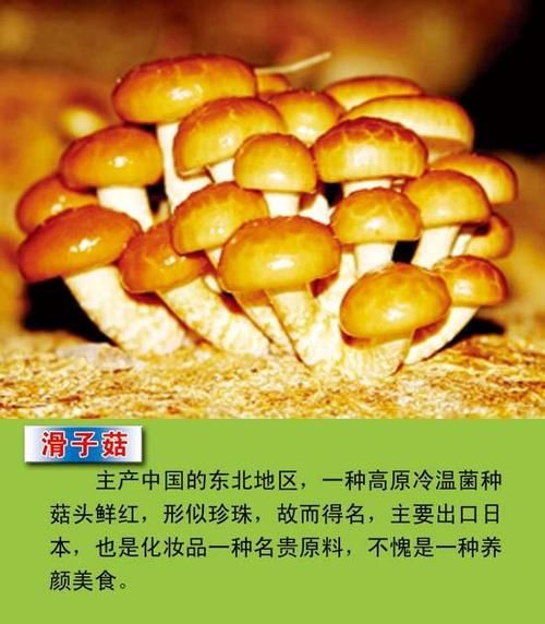 滑子菇多少钱一斤_滑子菇价格行情-第2张图片-山城妙识 滑子菇多少钱一斤_滑子菇价格行情-第2张图片-山城妙识