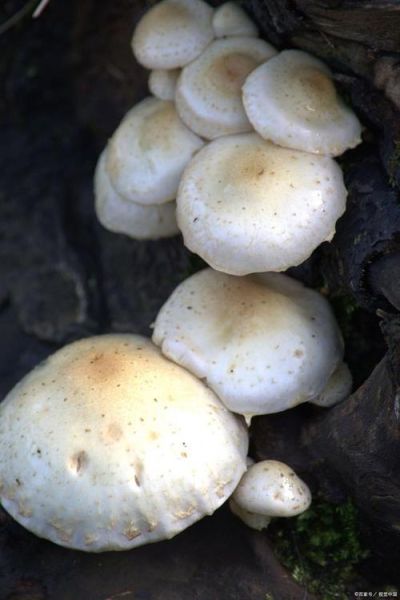 滑子菇多少钱一斤_滑子菇价格行情-第3张图片-山城妙识 滑子菇多少钱一斤_滑子菇价格行情-第3张图片-山城妙识