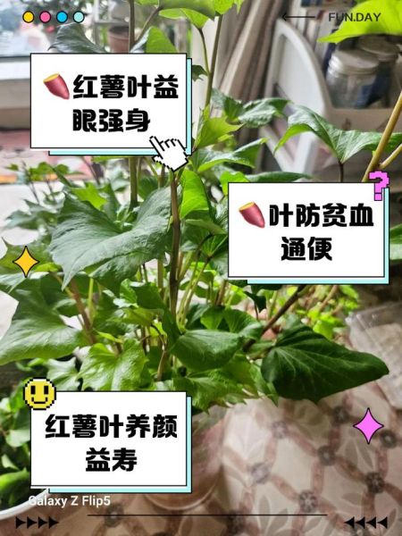 孕妇可以吃红薯叶吗_红薯叶的营养价值-第1张图片-山城妙识 孕妇可以吃红薯叶吗_红薯叶的营养价值-第1张图片-山城妙识