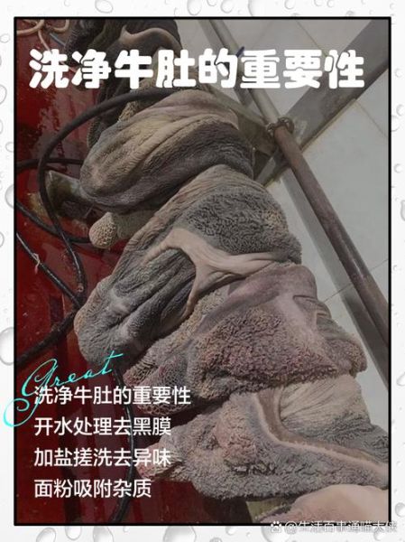 牛肚怎么洗才能干净没有味_牛肚去腥除味正确步骤-第1张图片-山城妙识