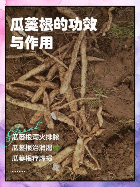 瓜蒌根的功效与作用_瓜蒌根怎么吃最好-第1张图片-山城妙识 瓜蒌根的功效与作用_瓜蒌根怎么吃最好-第1张图片-山城妙识