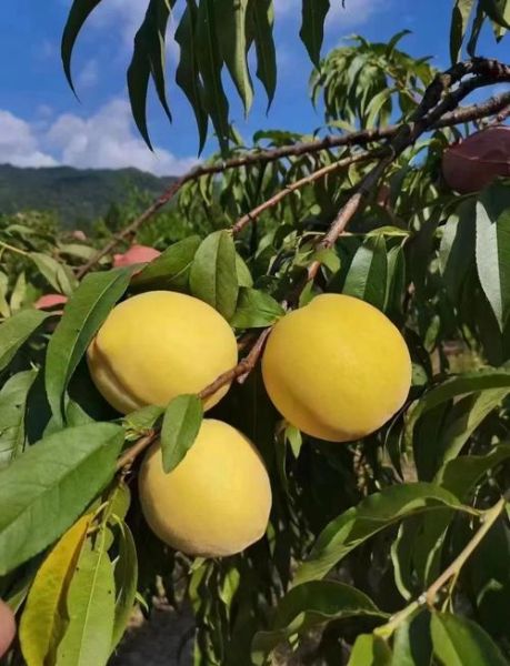 黄桃图库怎么找不到了_黄桃图库最新地址在哪-第1张图片-山城妙识 黄桃图库怎么找不到了_黄桃图库最新地址在哪-第1张图片-山城妙识