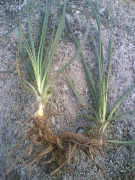 知母长什么样_知母图片怎么辨别真假-第2张图片-山城妙识 知母长什么样_知母图片怎么辨别真假-第2张图片-山城妙识