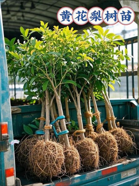 黄花梨树苗适合哪些地方种植_南方还是北方-第1张图片-山城妙识 黄花梨树苗适合哪些地方种植_南方还是北方-第1张图片-山城妙识