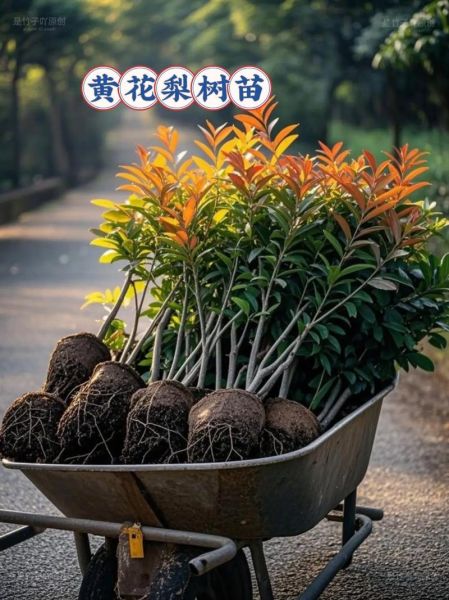 黄花梨树苗适合哪些地方种植_南方还是北方-第3张图片-山城妙识 黄花梨树苗适合哪些地方种植_南方还是北方-第3张图片-山城妙识