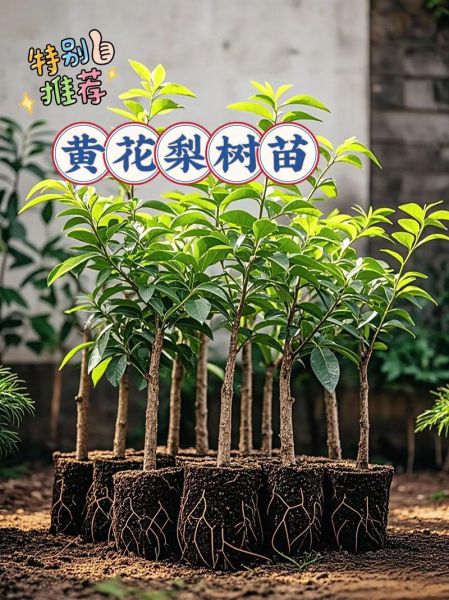 黄花梨树苗适合哪些地方种植_南方还是北方-第2张图片-山城妙识 黄花梨树苗适合哪些地方种植_南方还是北方-第2张图片-山城妙识