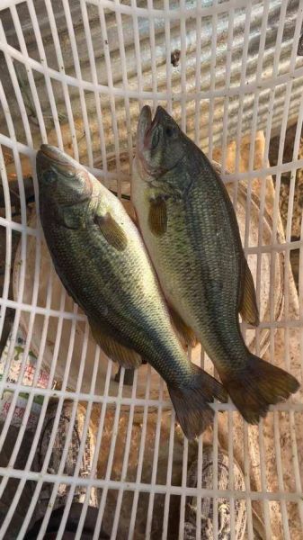 淡水鲈鱼有几种_淡水鲈鱼品种大全-第2张图片-山城妙识 淡水鲈鱼有几种_淡水鲈鱼品种大全-第2张图片-山城妙识