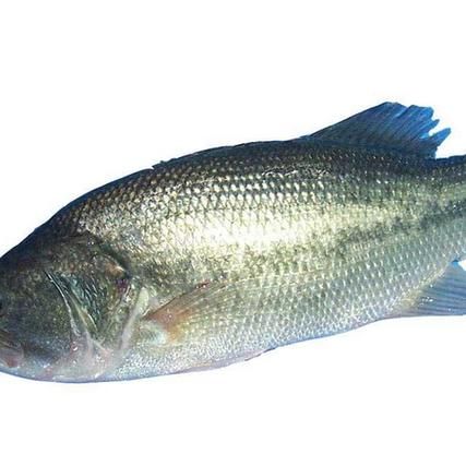 淡水鲈鱼有几种_淡水鲈鱼品种大全-第3张图片-山城妙识 淡水鲈鱼有几种_淡水鲈鱼品种大全-第3张图片-山城妙识