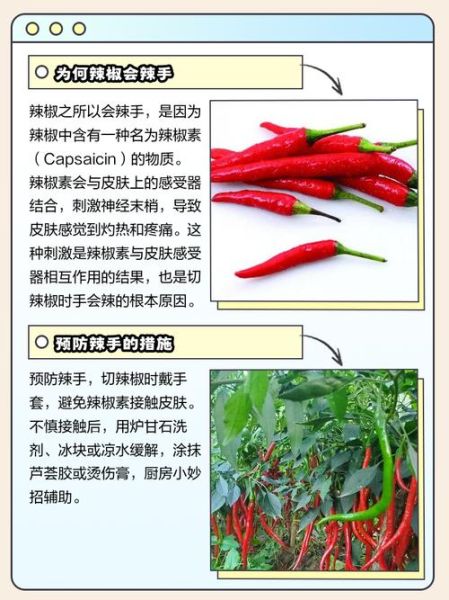 切辣椒后手很辣怎么办_快速止辣偏方-第2张图片-山城妙识 切辣椒后手很辣怎么办_快速止辣偏方-第2张图片-山城妙识
