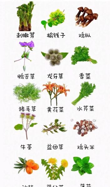 100种蔬菜大全图片和名字_哪些蔬菜适合新手种植-第2张图片-山城妙识 100种蔬菜大全图片和名字_哪些蔬菜适合新手种植-第2张图片-山城妙识