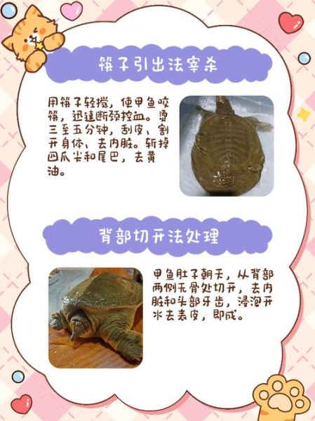 甲鱼怎么杀_甲鱼汤怎么炖才没腥味-第1张图片-山城妙识 甲鱼怎么杀_甲鱼汤怎么炖才没腥味-第1张图片-山城妙识