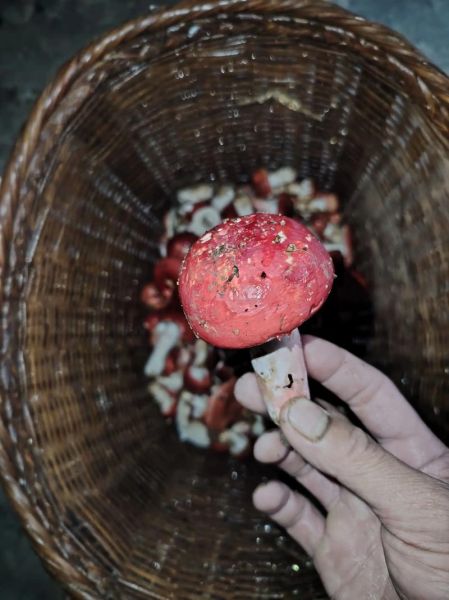 红菇多久吃一次最好_红菇一次吃多少克-第3张图片-山城妙识 红菇多久吃一次最好_红菇一次吃多少克-第3张图片-山城妙识