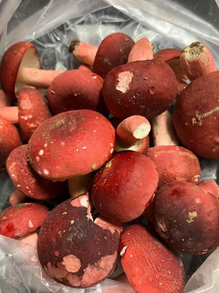 红菇多久吃一次最好_红菇一次吃多少克-第2张图片-山城妙识 红菇多久吃一次最好_红菇一次吃多少克-第2张图片-山城妙识