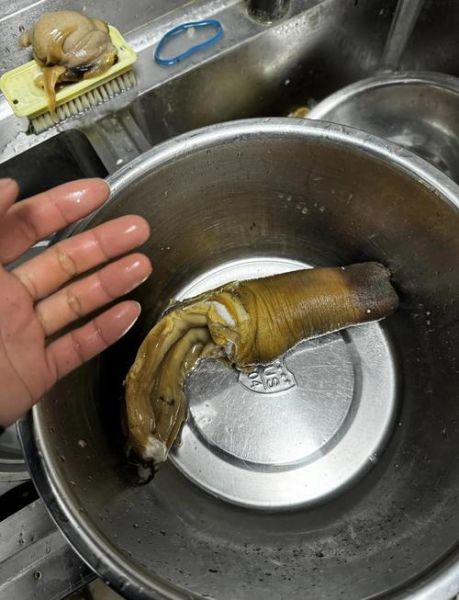 象拔蚌内脏怎么处理_象拔蚌内脏能吃吗-第2张图片-山城妙识