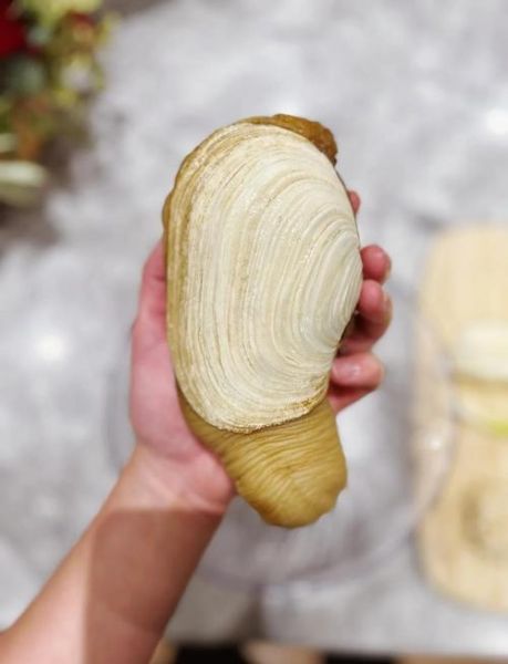 象拔蚌内脏怎么处理_象拔蚌内脏能吃吗-第1张图片-山城妙识