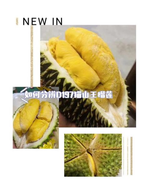 榴莲官方网站入口在哪_如何辨别真假官网-第2张图片-山城妙识 榴莲官方网站入口在哪_如何辨别真假官网-第2张图片-山城妙识