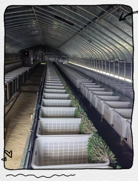 室内养黄鳝技术与设备_室内养黄鳝需要哪些设备-第1张图片-山城妙识