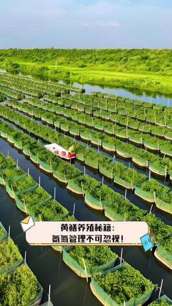 室内养黄鳝技术与设备_室内养黄鳝需要哪些设备-第3张图片-山城妙识
