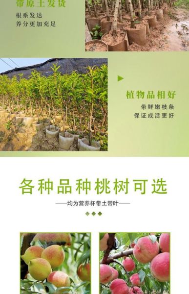 桃树怎么种植_桃树几年结果-第2张图片-山城妙识 桃树怎么种植_桃树几年结果-第2张图片-山城妙识