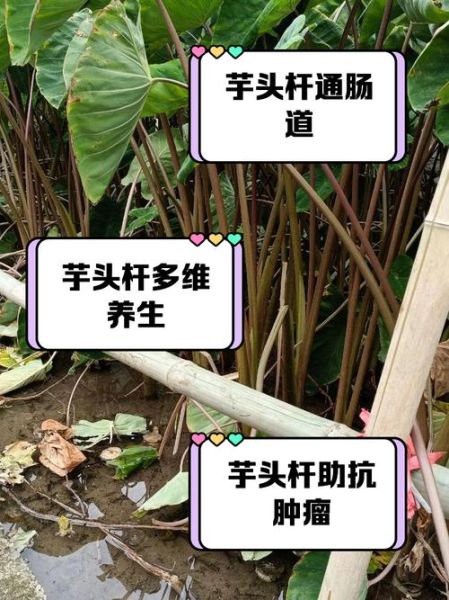 芋头叶子杆的功效与作用_芋头叶子杆怎么吃-第1张图片-山城妙识 芋头叶子杆的功效与作用_芋头叶子杆怎么吃-第1张图片-山城妙识