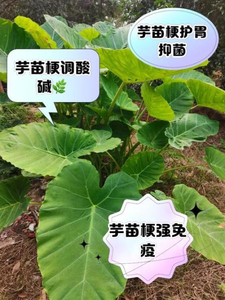 芋头叶子杆的功效与作用_芋头叶子杆怎么吃-第2张图片-山城妙识 芋头叶子杆的功效与作用_芋头叶子杆怎么吃-第2张图片-山城妙识