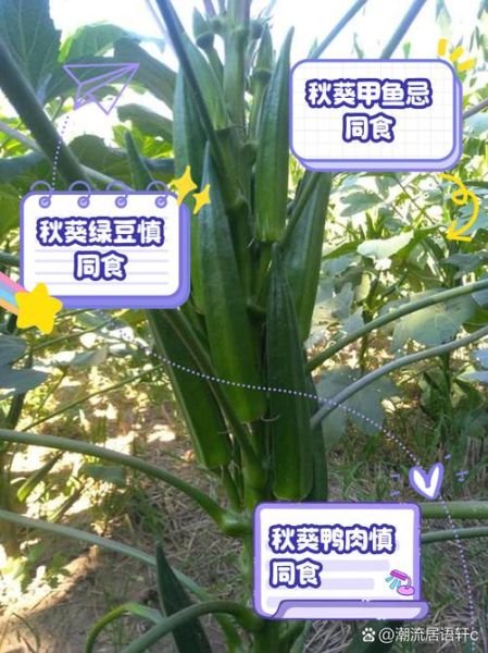 秋葵什么人不能吃_秋葵不能和什么一起吃-第1张图片-山城妙识