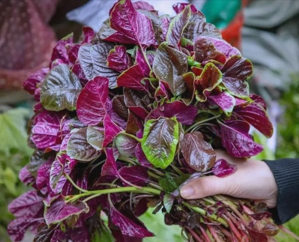 苋菜红的好还是绿的好_营养区别与选购技巧-第3张图片-山城妙识 苋菜红的好还是绿的好_营养区别与选购技巧-第3张图片-山城妙识